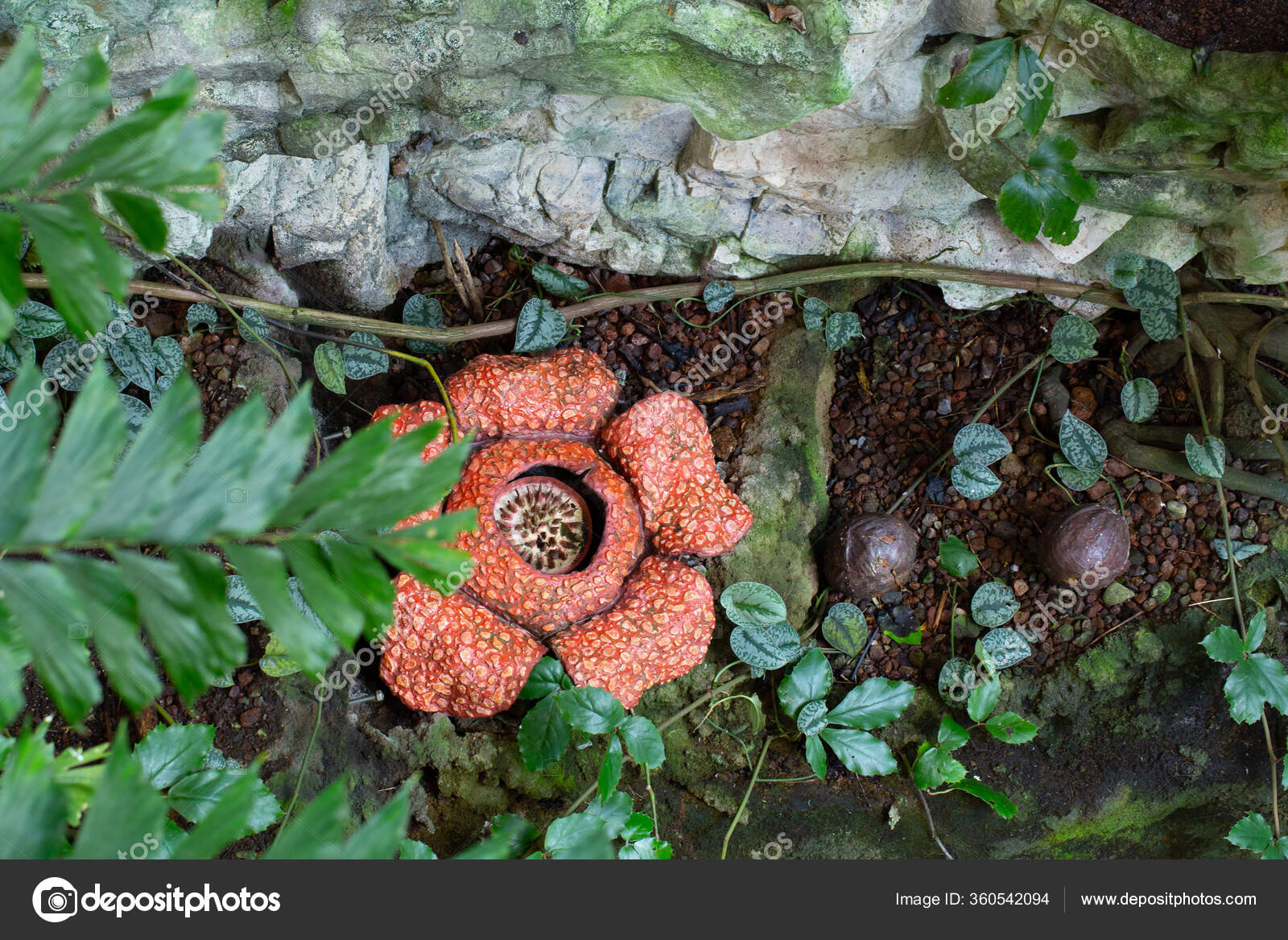 Closeup High Angle View Mature Corpse Lily Rafflesia Arnoldii Flower ...