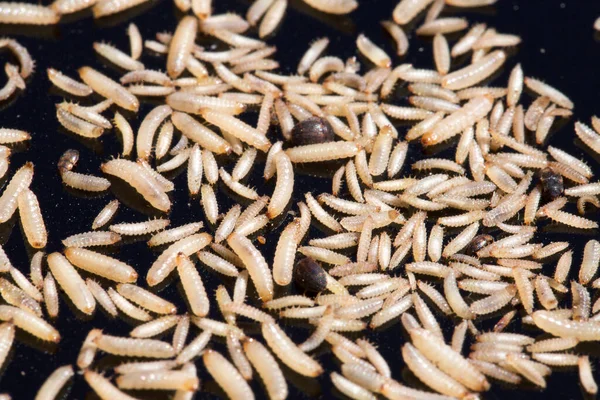 Fly larvae Stock Photos, Royalty Free Fly larvae Images | Depositphotos