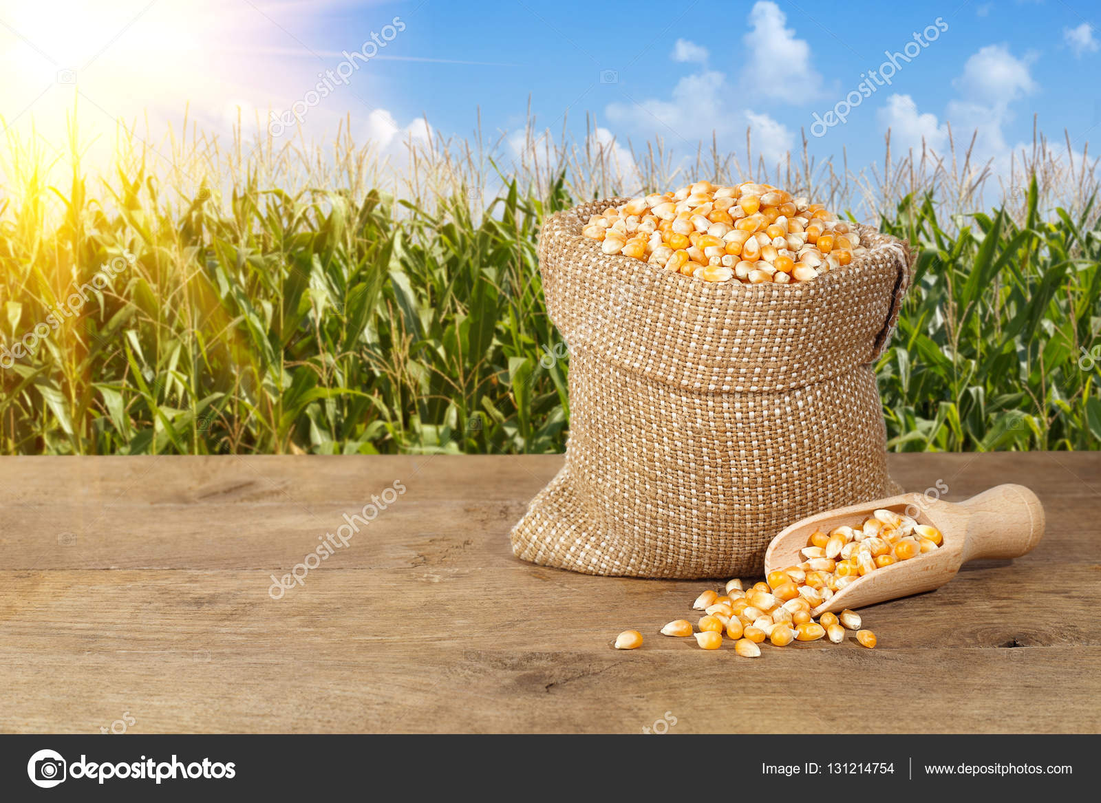 Corn Field Background