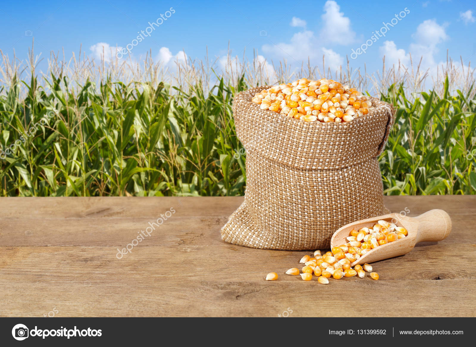 Maize with maize field background Stock Photo by ©AlterPhoto 131399592