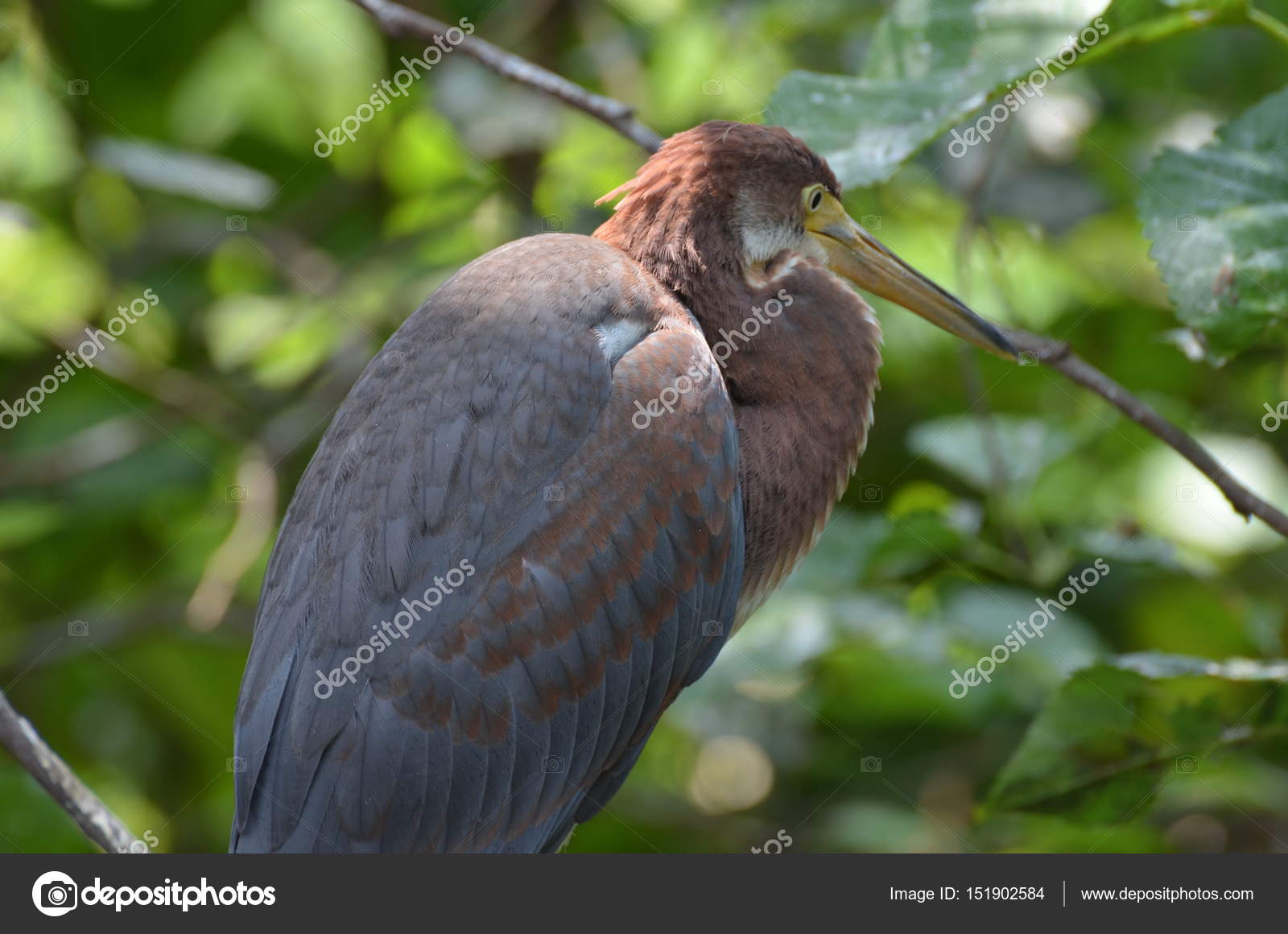 Lesser Blue Heron on the tree in Florida — Stock Photo ...