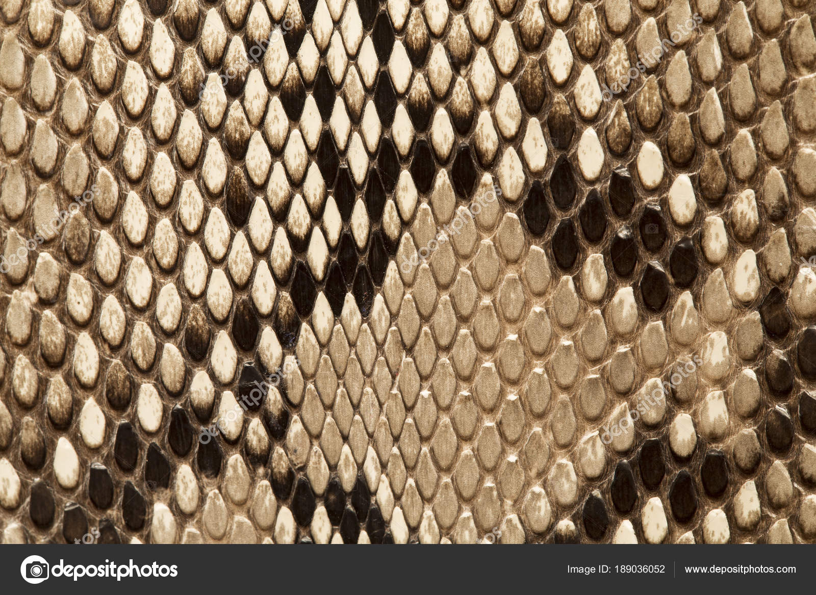 Reptile Skin Texture
