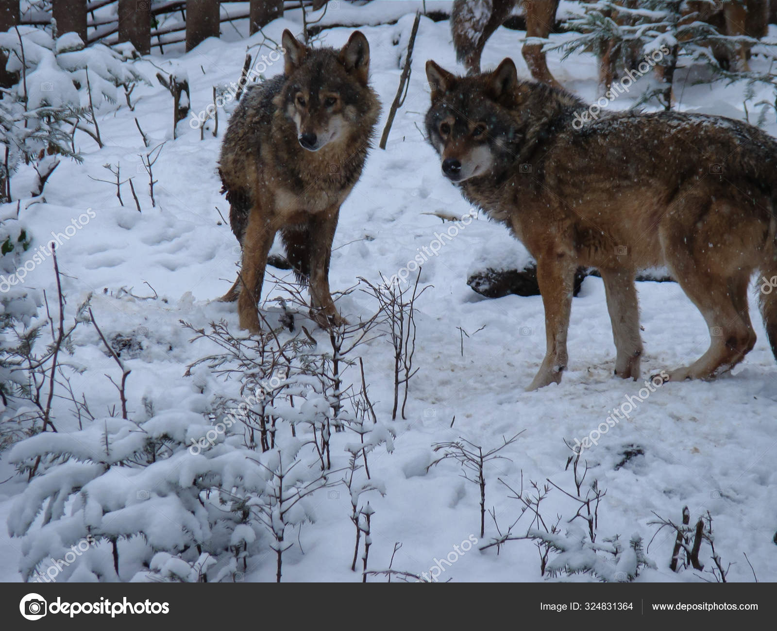 Wolf Running In Snow