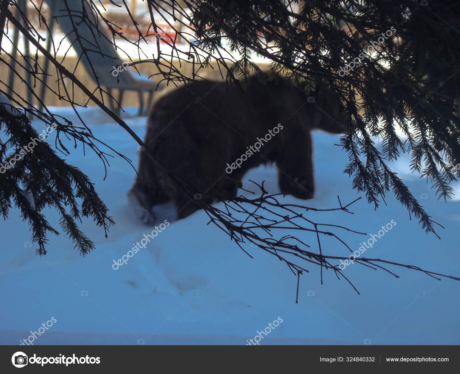 Brown Bear Walking Snow Forest Winter Stock Photo by ©botec 324840332