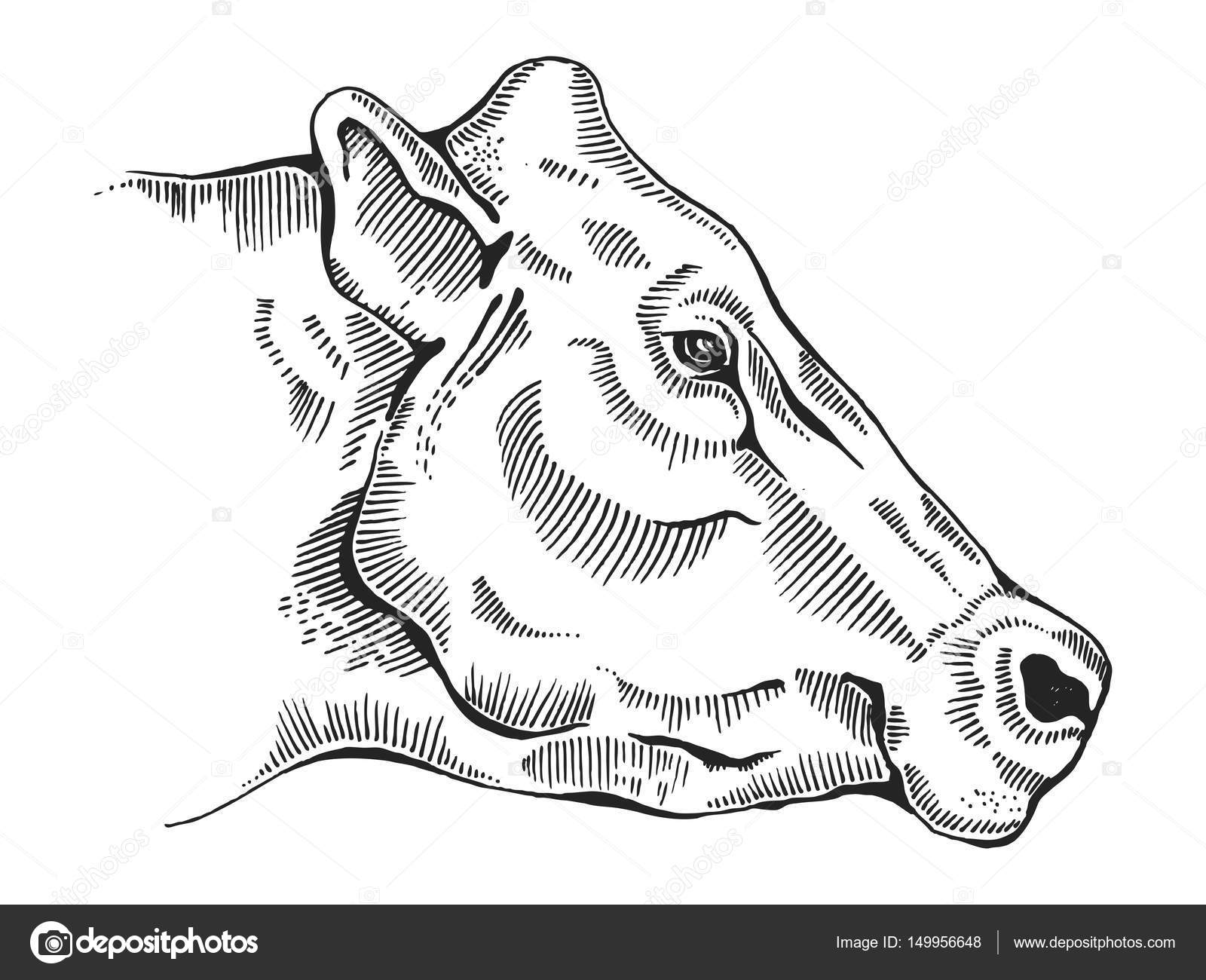 Cow head engraving style vector illustration Stock Vector Image by ...