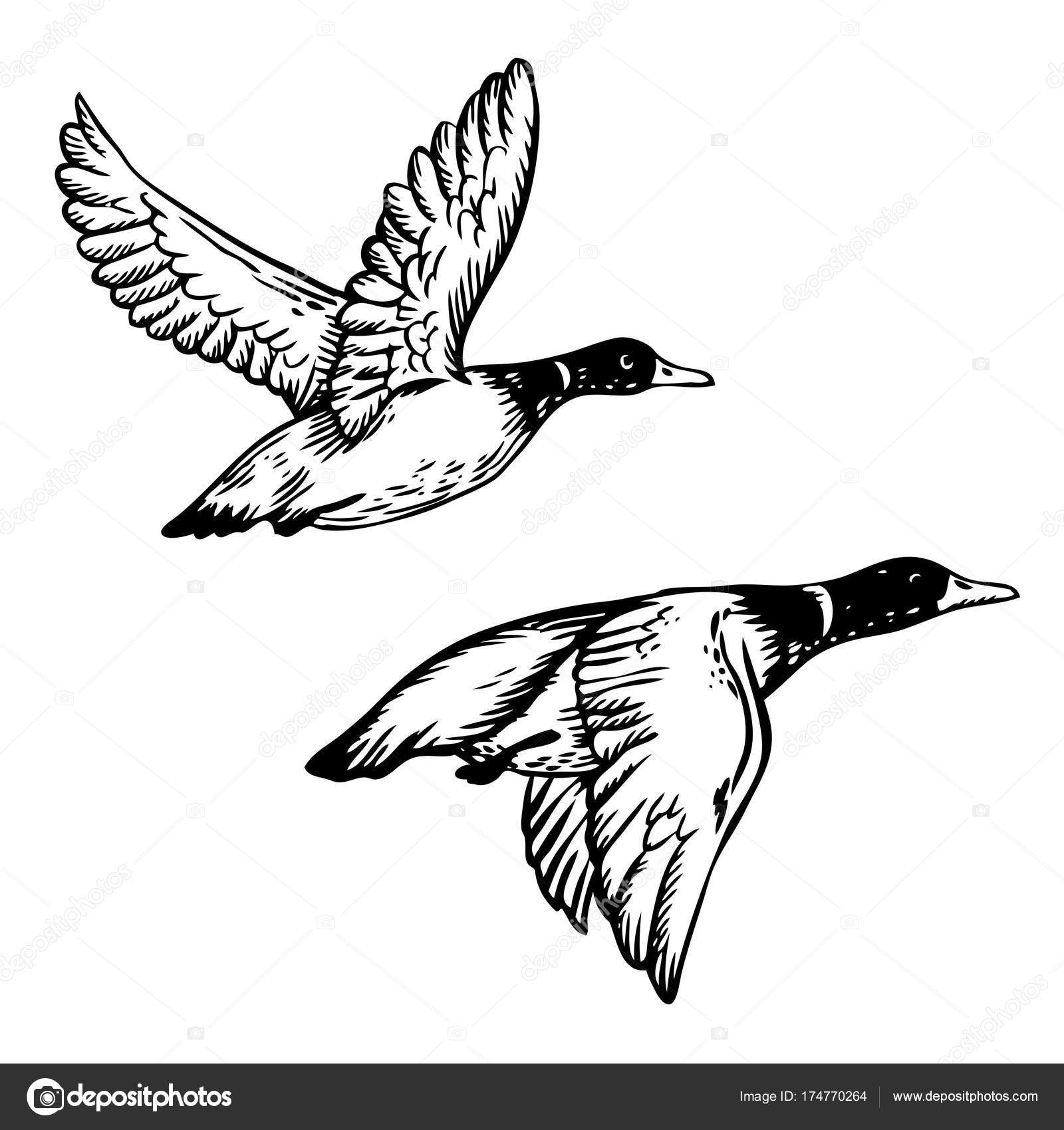 Flying ducks engraving vector illustration Stock Vector Image by ...