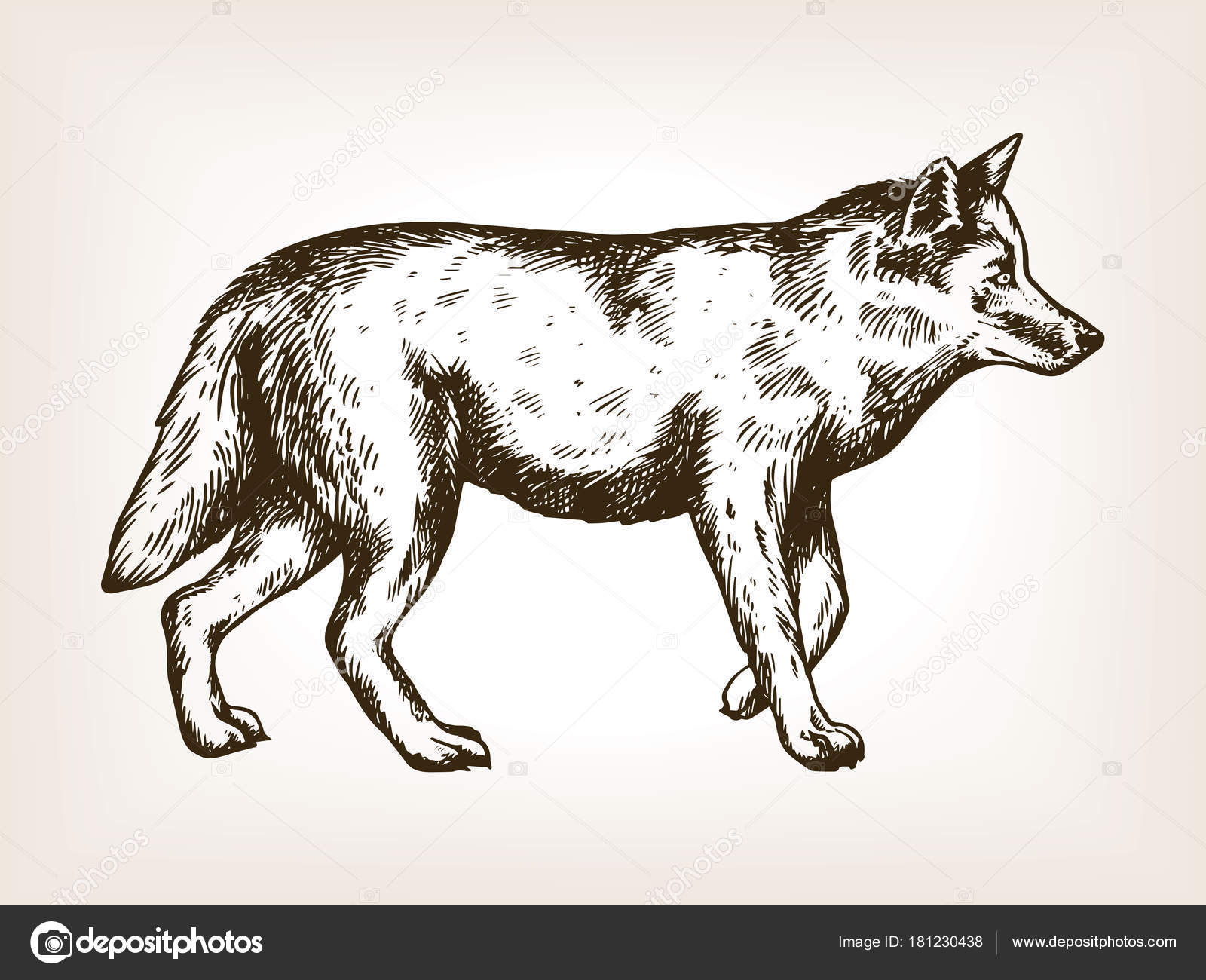 Wolf animal engraving vector illustration Stock Vector Image by ...