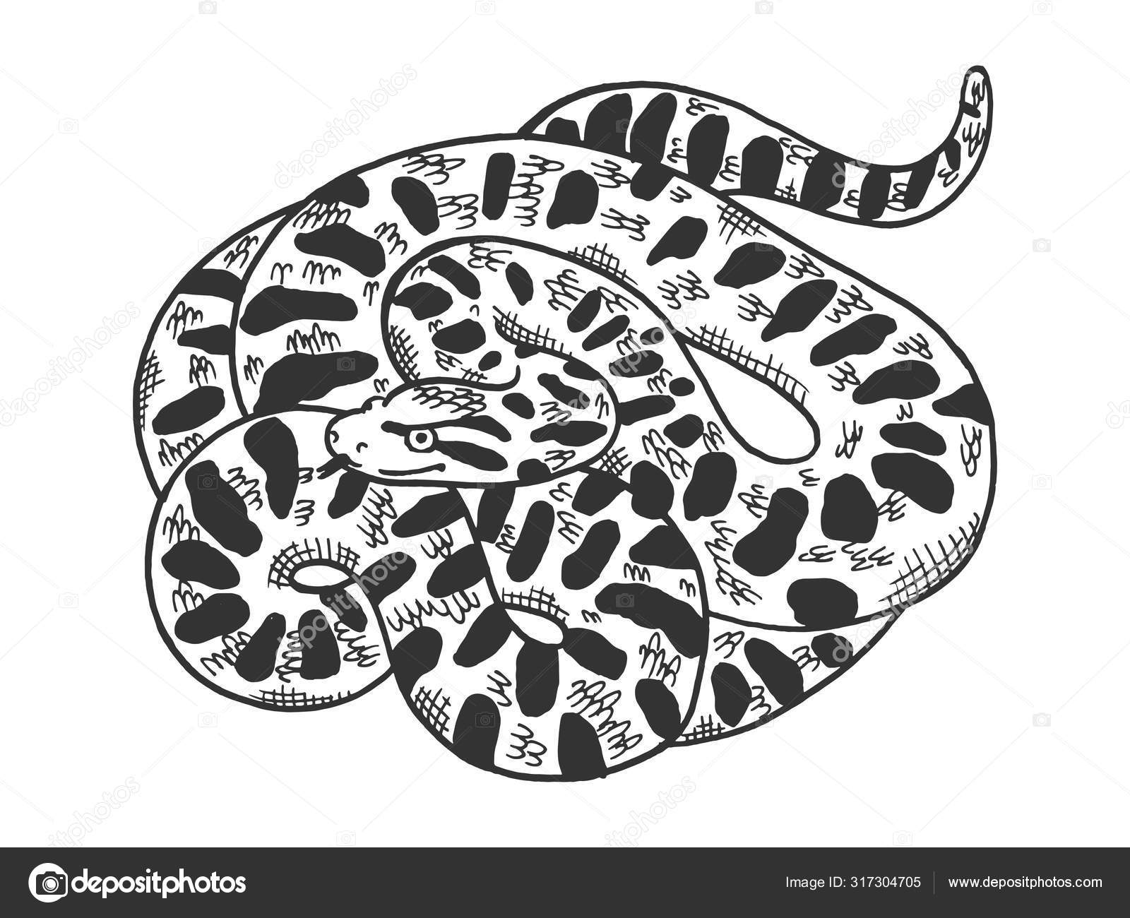 Anaconda Head Drawing