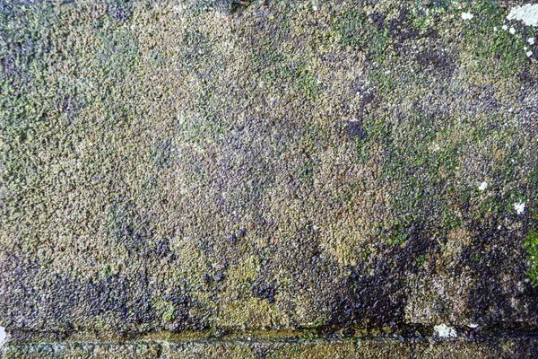 Bark Tree Texture — Stock Photo © paisan191 #236241106