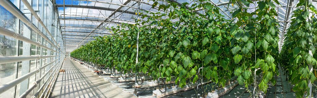 Big greenhouse Stock Photos, Royalty Free Big greenhouse Images ...