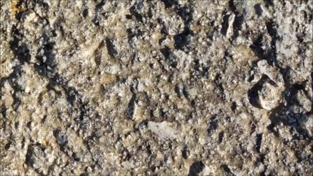Stone texture in the garden — Stock Video © marcotrapani #155988348