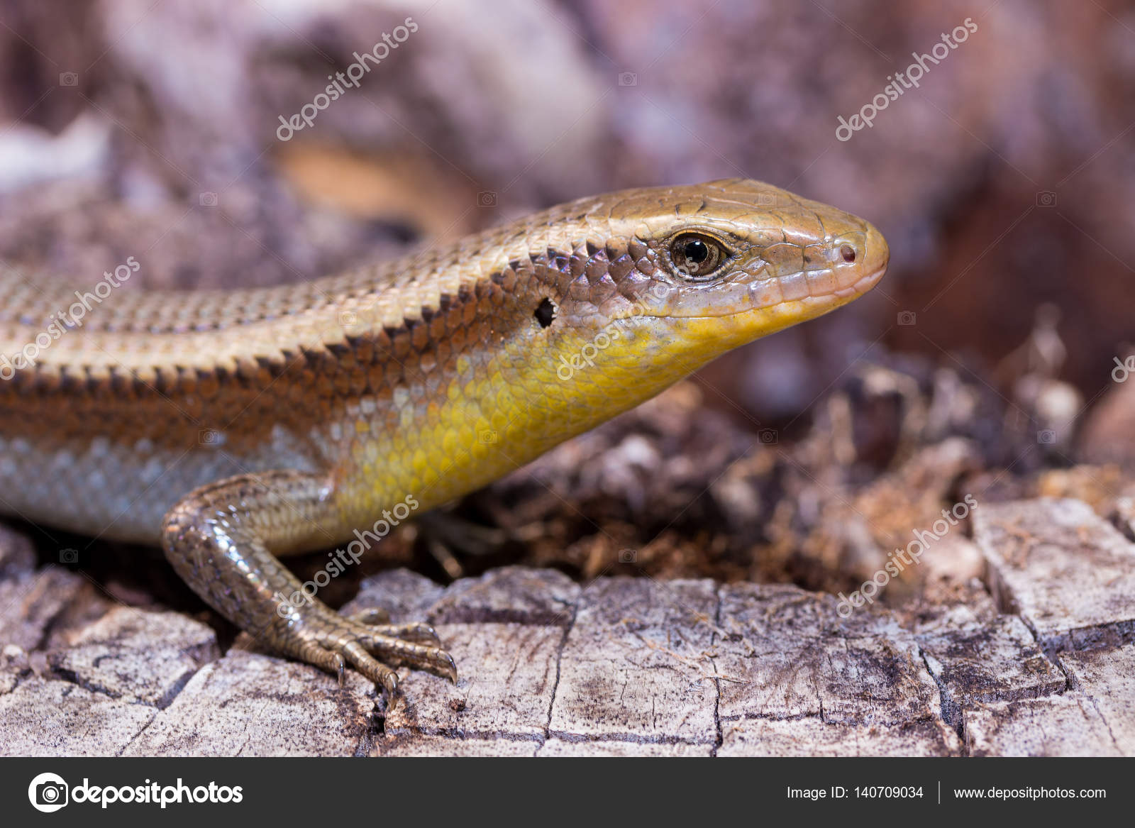 Common Garden Skink Size | Fasci Garden