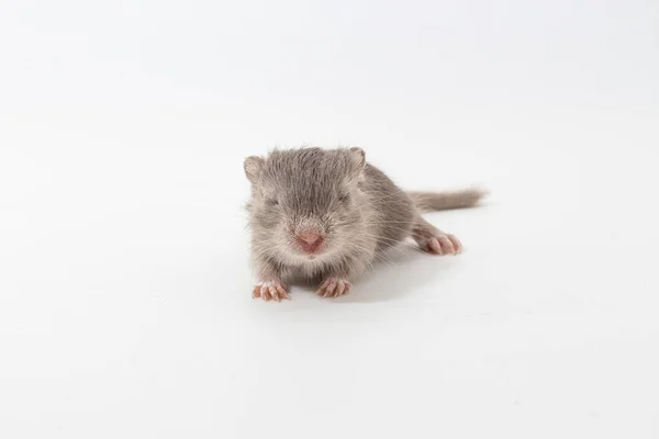 Woestijn rat Stock Photos, Royalty Free Woestijn rat Images | Depositphotos