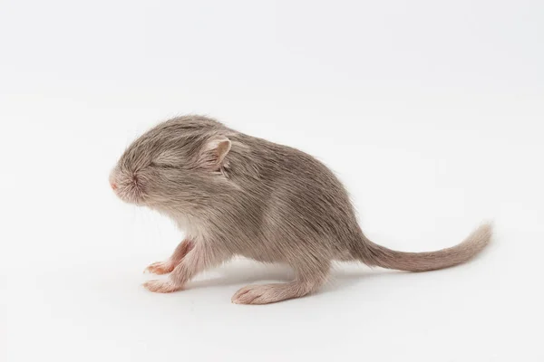 Woestijn rat Stock Photos, Royalty Free Woestijn rat Images | Depositphotos