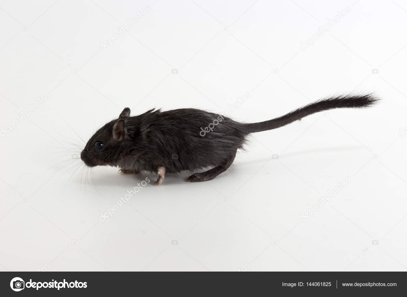 Litter Mongolian gerbil, Desert Rat Stock Photo by ©suwatsir 144061825