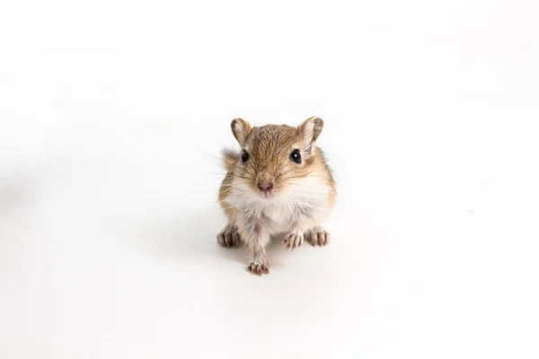 Woestijn rat Stock Photos, Royalty Free Woestijn rat Images | Depositphotos