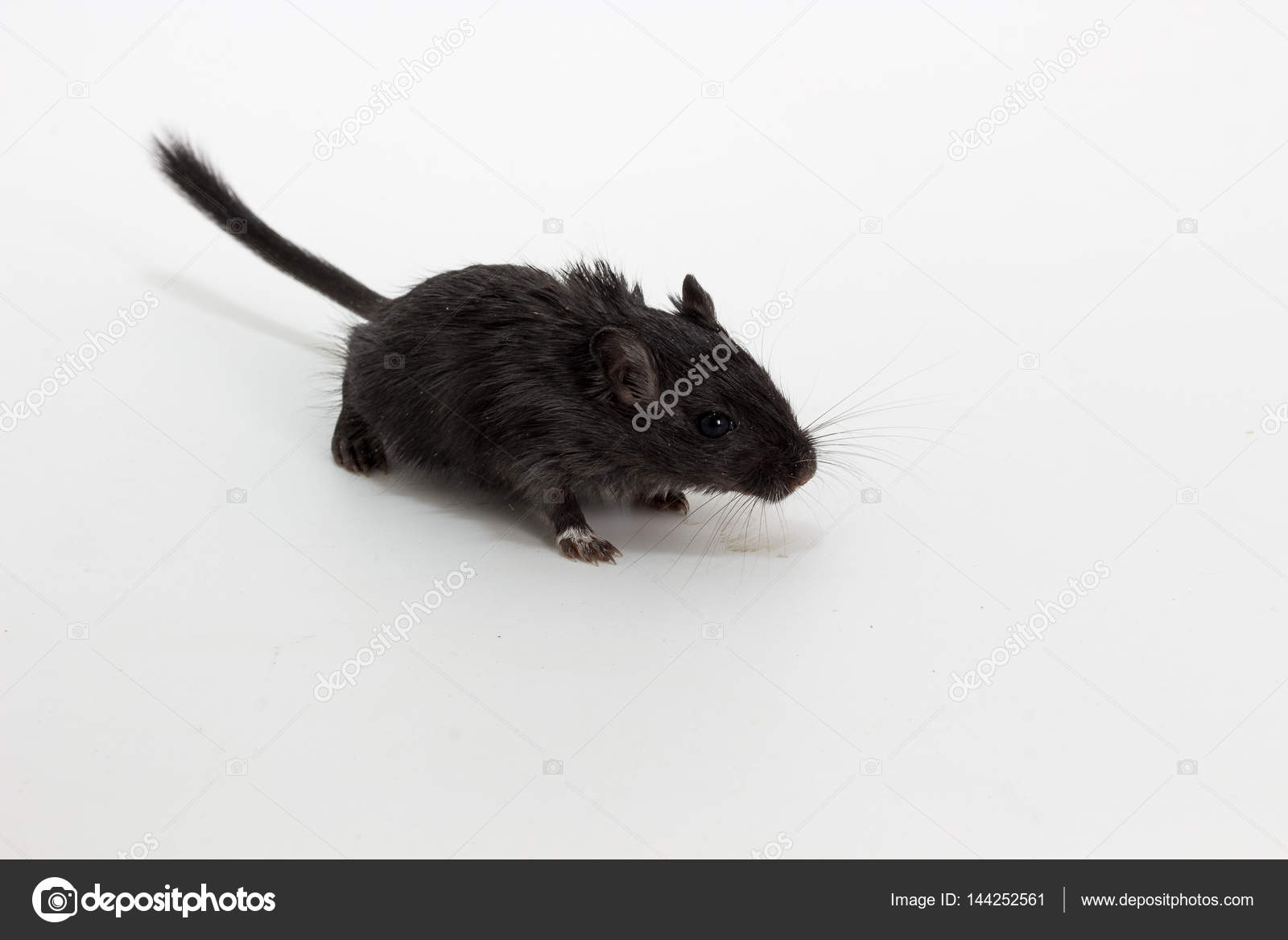 Litter Mongolian gerbil, Desert Rat Stock Photo by ©suwatsir 144252561