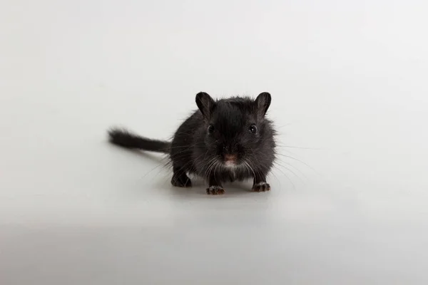 Woestijn rat Stock Photos, Royalty Free Woestijn rat Images | Depositphotos