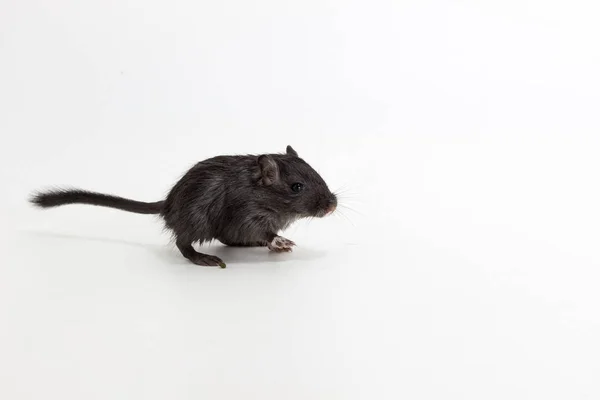 Litter Mongolian gerbil, Desert Rat ⬇ Stock Photo, Image by © suwatsir ...