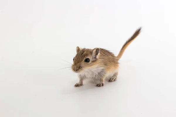 Woestijn rat Stock Photos, Royalty Free Woestijn rat Images | Depositphotos