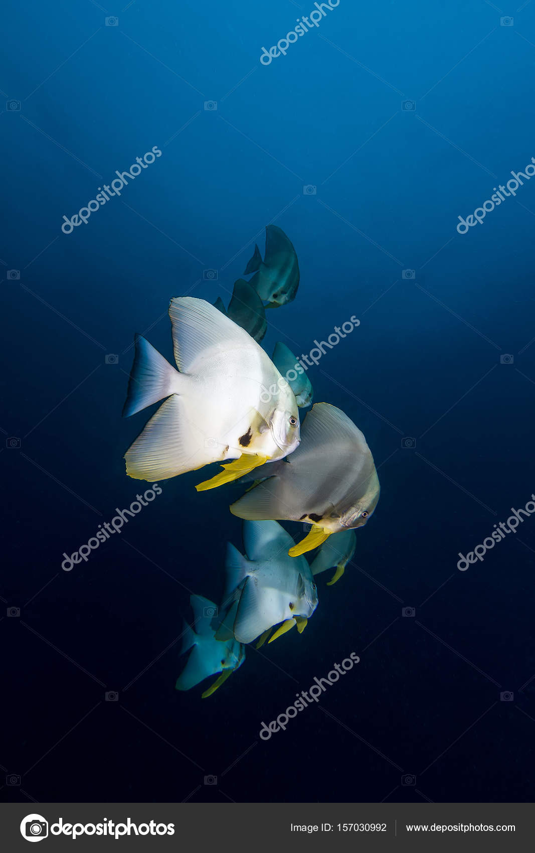 Tiera Batfish