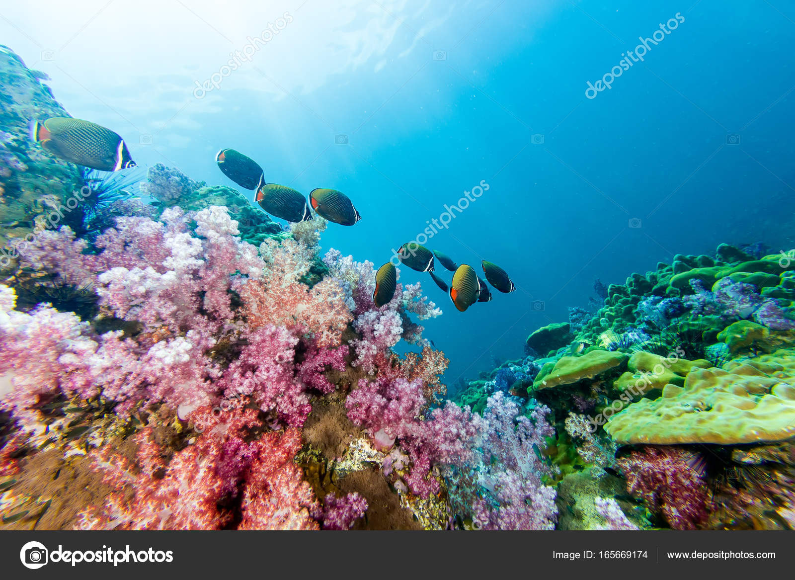 School of Collared Butterflyfish and soft coral — Stock Photo ...