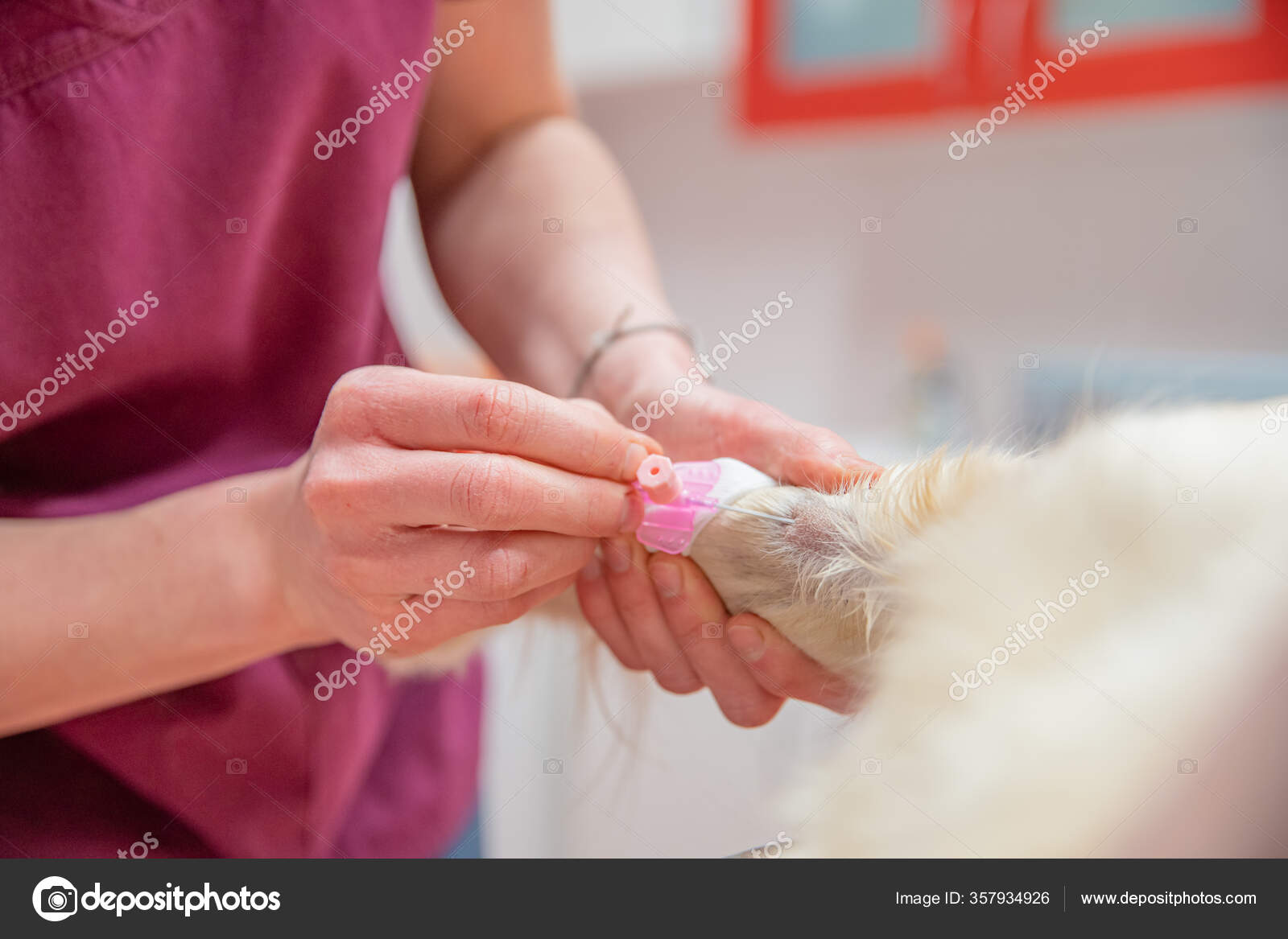Introduction of a cannula for blood collection into the dogs paw ...