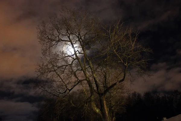 Night tree Stock Photos, Royalty Free Night tree Images | Depositphotos