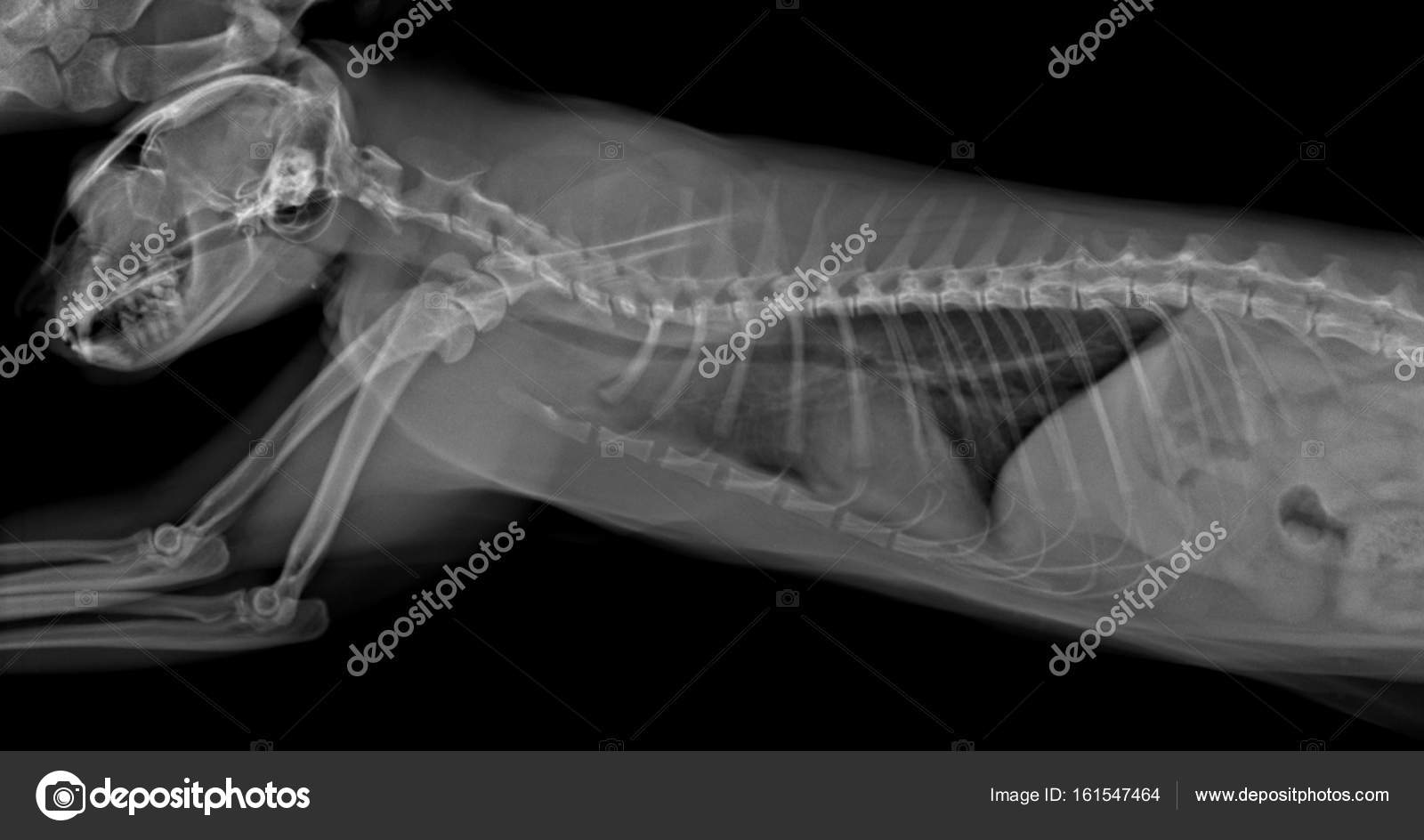 Cat Xrays