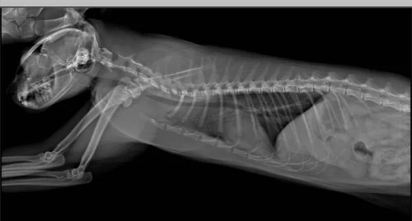 Cat x ray Images - Search Images on Everypixel