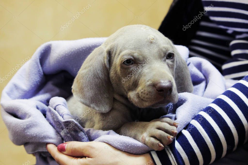 un cachorro weimaraner con ojos azules. problemas dermatológicos de ...