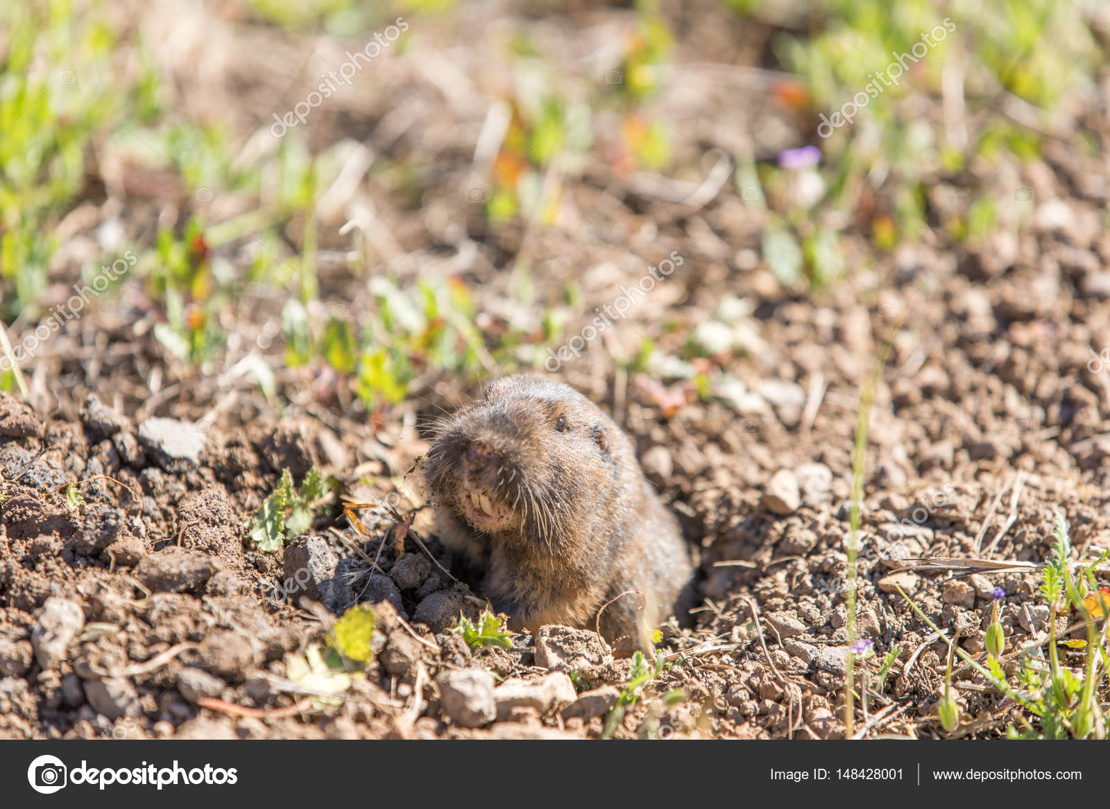 Botta's Pocket Gopher - Thomomys bottae, peeking out from its burrow ...