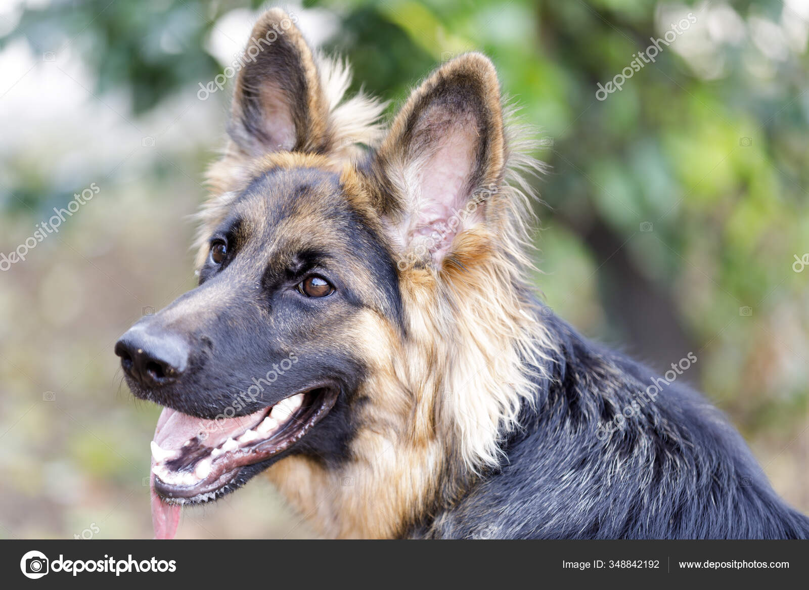 Red And Black German Shepherd