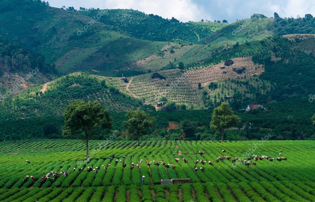 Bao Loc, Vietnam, mayo de 2017, trabajadores cosechando té en las ...