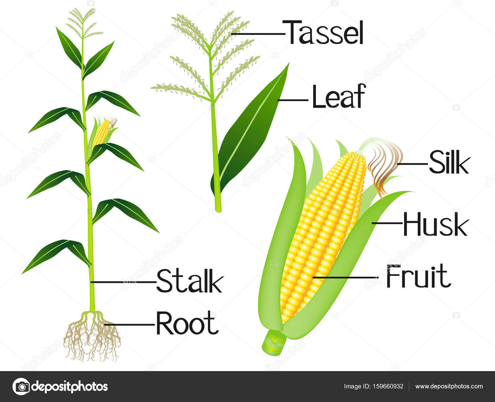 The illustration shows part of the corn plants. Stock Vector by ...