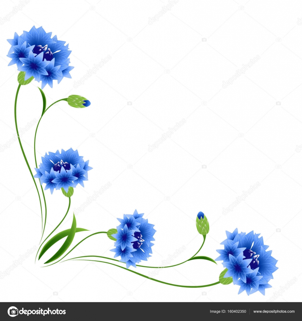 Esquina con acianos azules sobre fondo blanco . Vector de stock ...