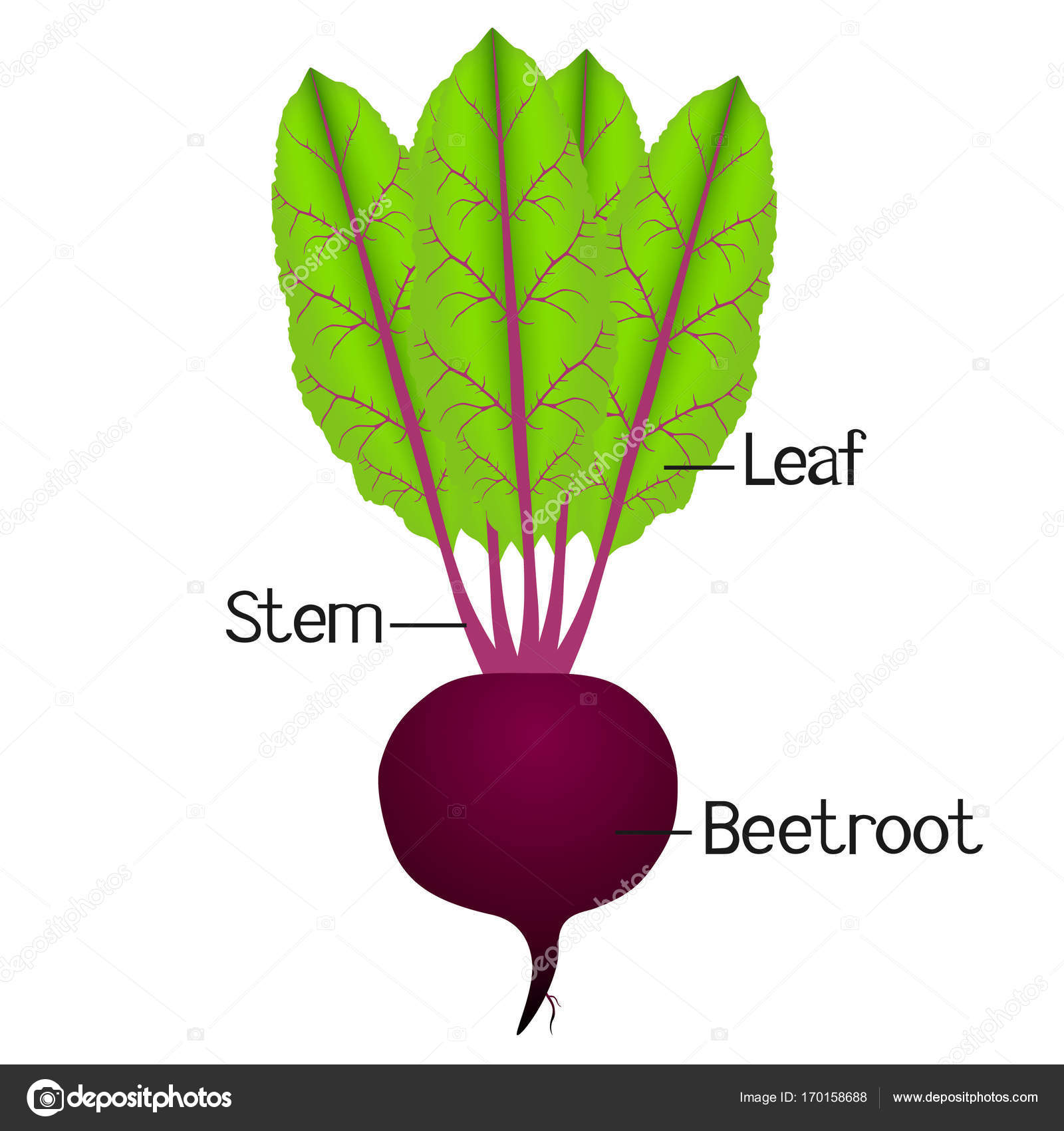 The illustration shows part of the beetroot plant. Stock Vector Image ... The illustration shows part of the beetroot plant. Stock Vector Image ...
