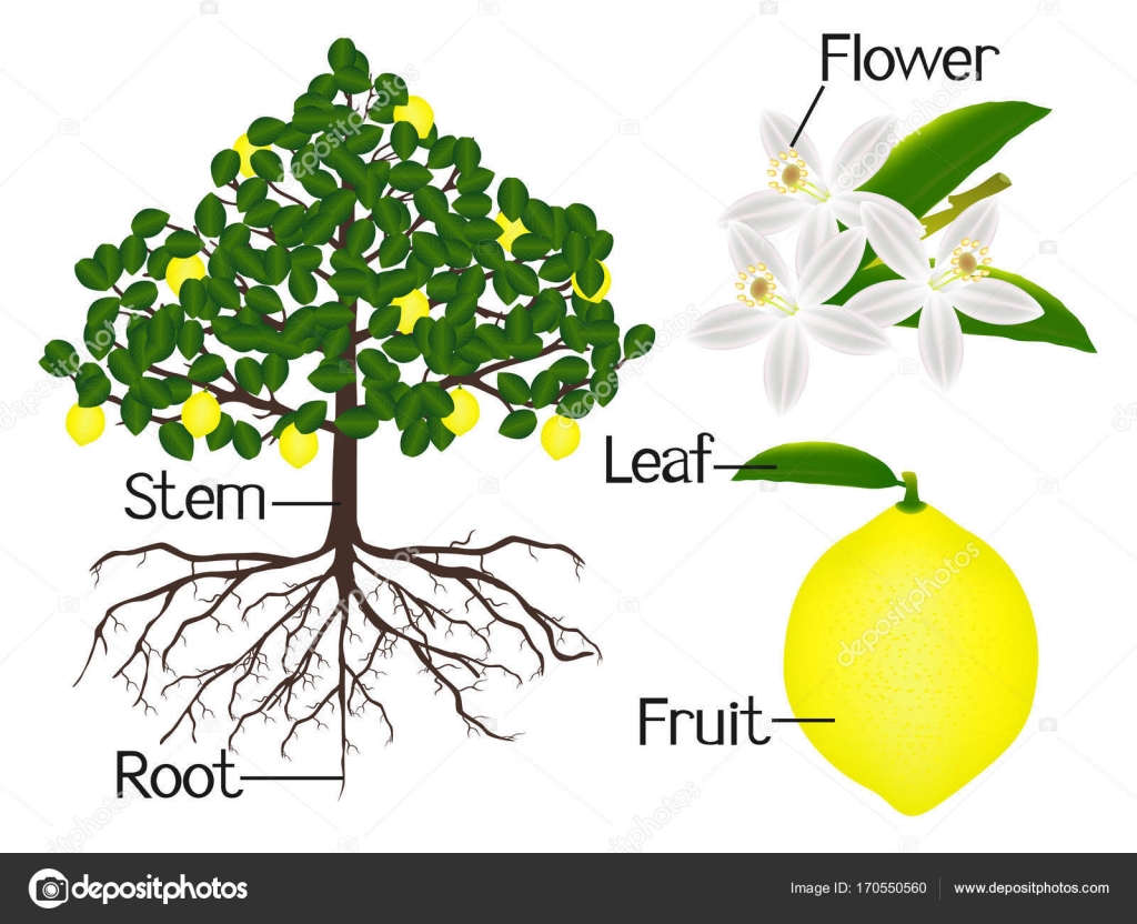 The illustration shows part of the lemon plants. — Stock Vector ...