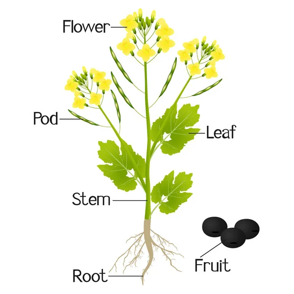 Mustard Plant Parts