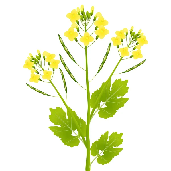 Rapeseed Stock Vectors, Royalty Free Rapeseed Illustrations ...