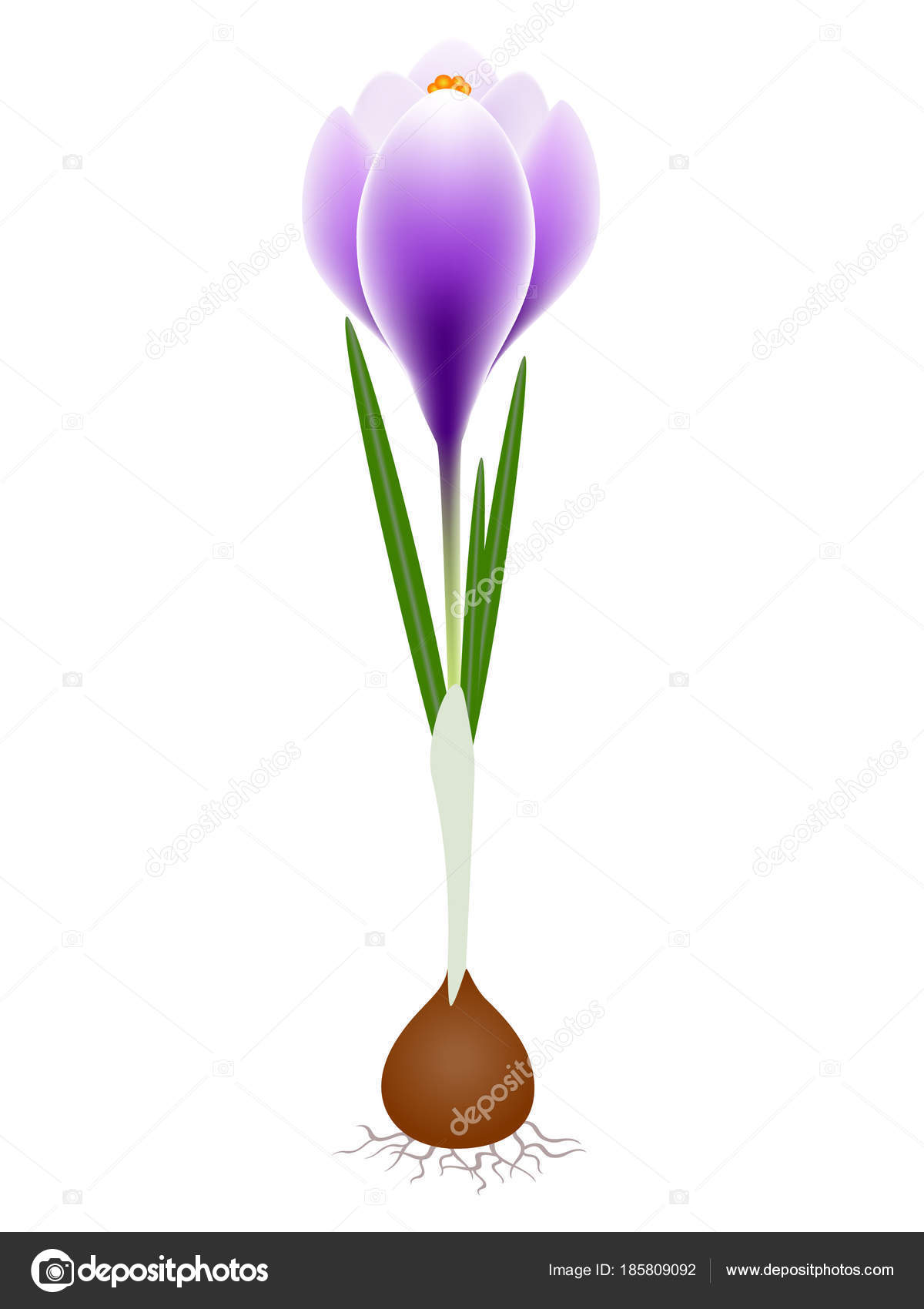Plant Purple Crocus White Background Stock Vector Image by ©ZAQzaq81 ...