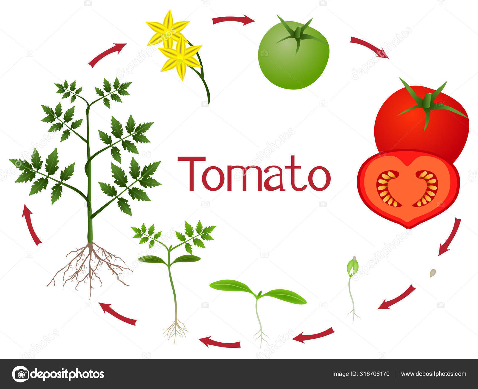Tomato Plant Growth Stages Isolated White Background Stock Vector Image ...