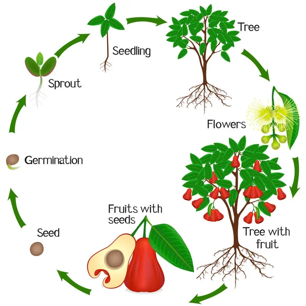 64 Rose life cycle Vector Images, Rose life cycle Illustrations ...