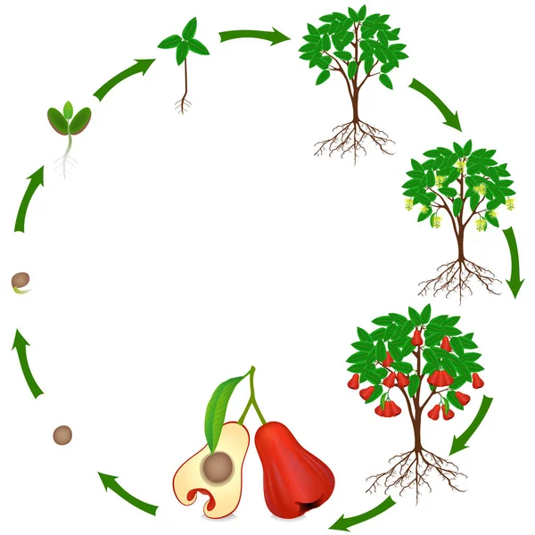 64 Rose life cycle Vector Images, Rose life cycle Illustrations ...