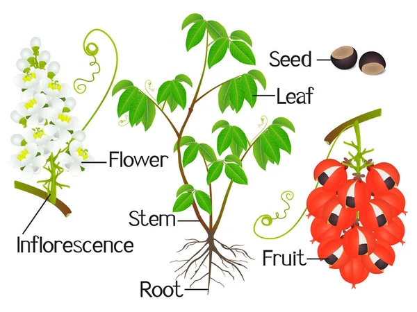 Parts Plant Morphology Raspberry Shrub Berries Green Leaves Root System ...