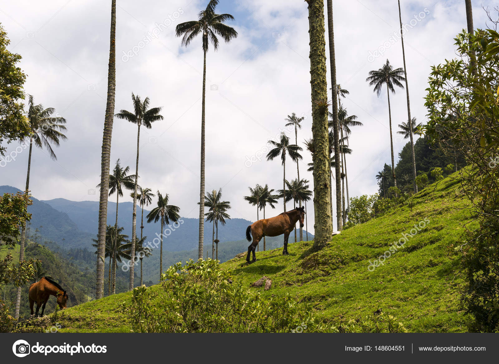 En Valle De Cocora Colombia