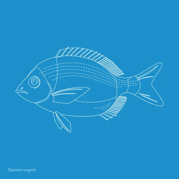26 Seabream Stock Illustrations | Depositphotos