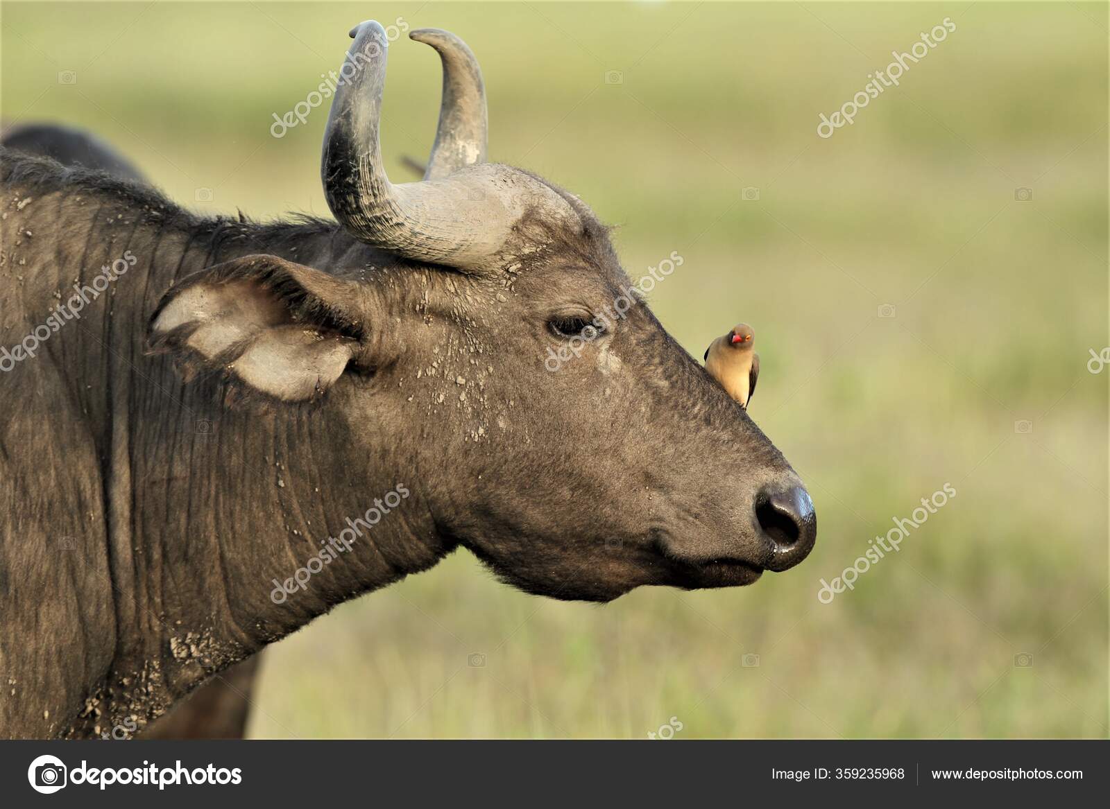 Side View Face Buffalo Tick Bird Nose Stock Photo by ©bushspy 359235968