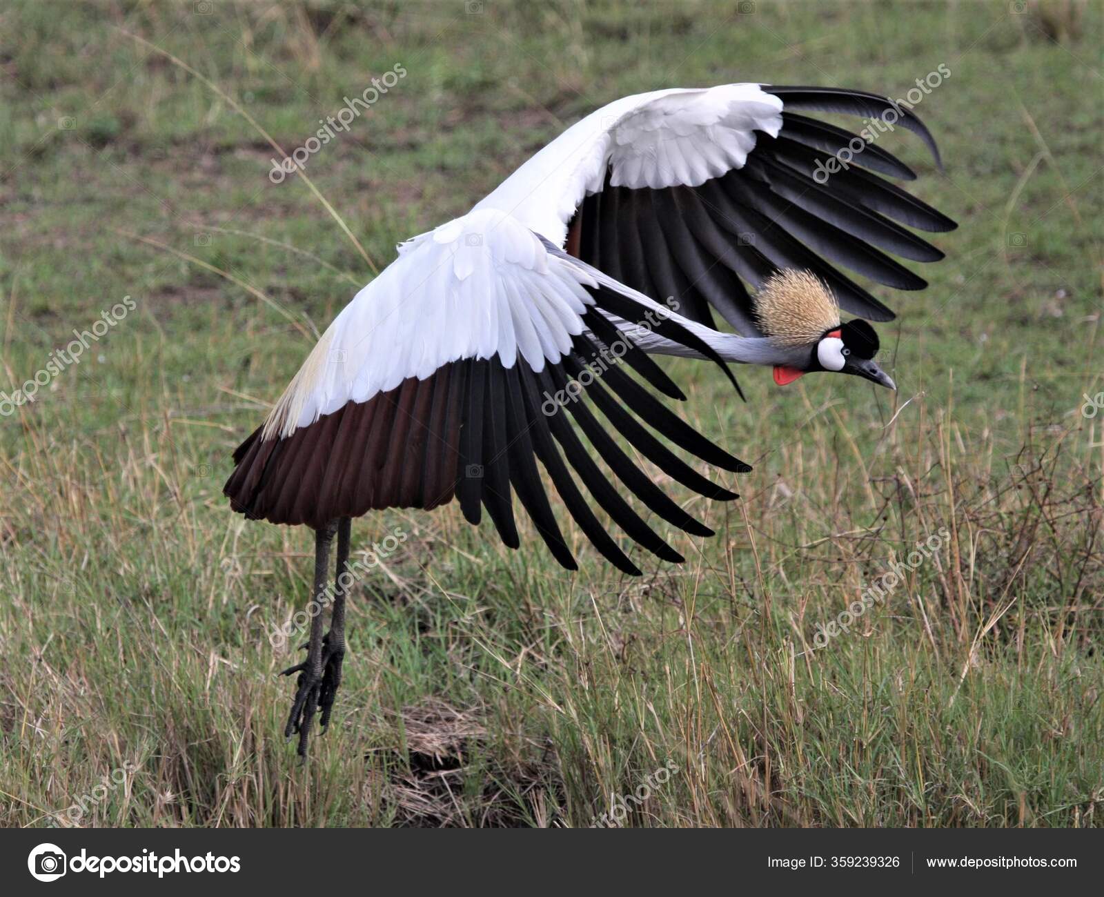 Crown Crane Wings Open — Stock Photo © bushspy #359239326