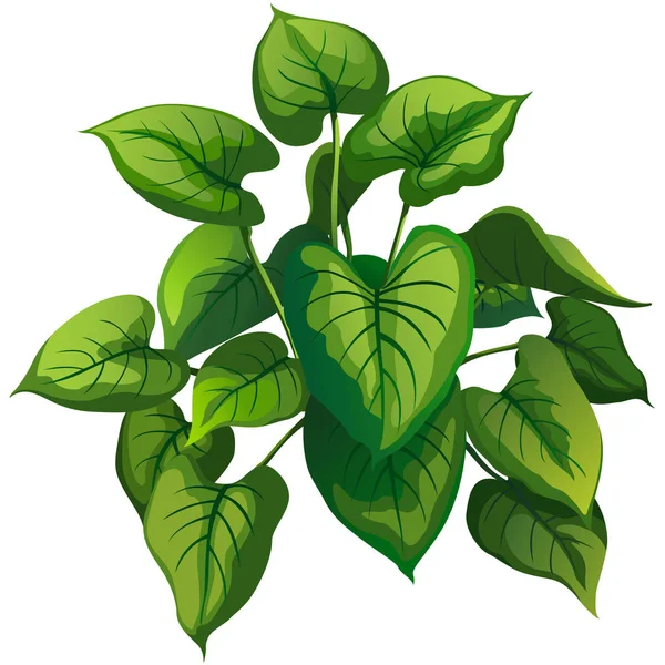100,000 Pothos Vector Images | Depositphotos